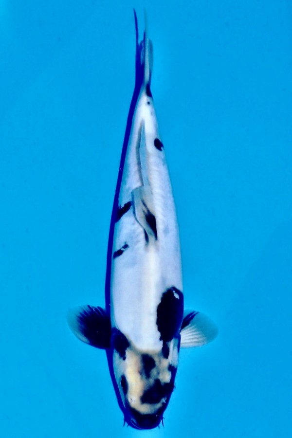 Koi-Auktion: Koi TATEGOI DOITSU SHIRO-UTSURI