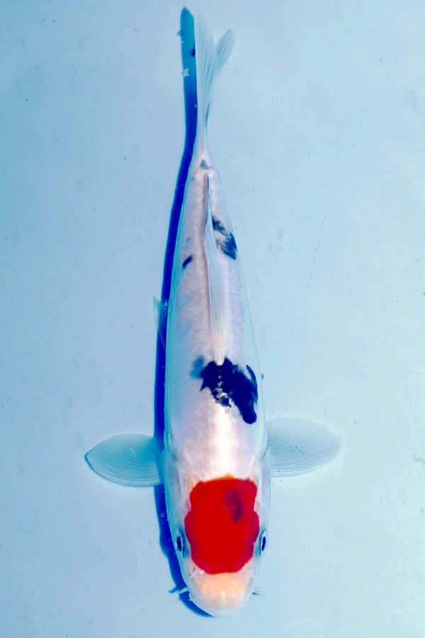 Koi-Auktion: Koi TATEGOI DOITSU TANCHO SHOWA