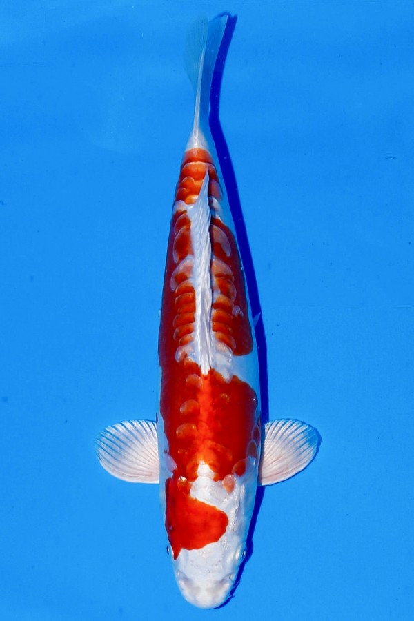 Koi-Auktion: Koi TATEGOI KIKUSUI J. TOSAI