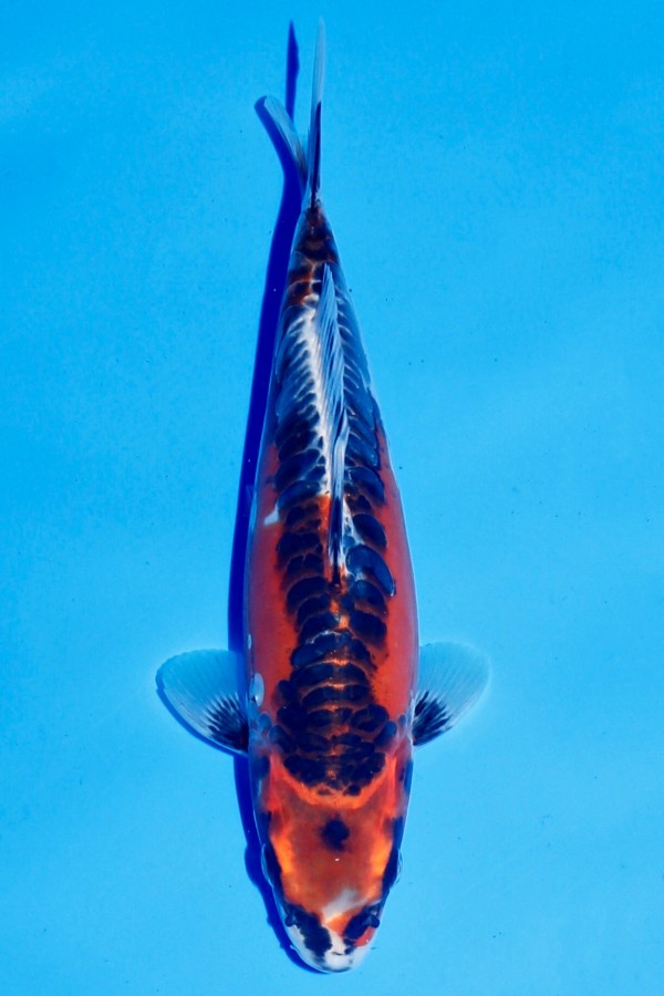 Koi-Auktion: Koi TATEGOI METALLIC SHUSUI J.TOSAI