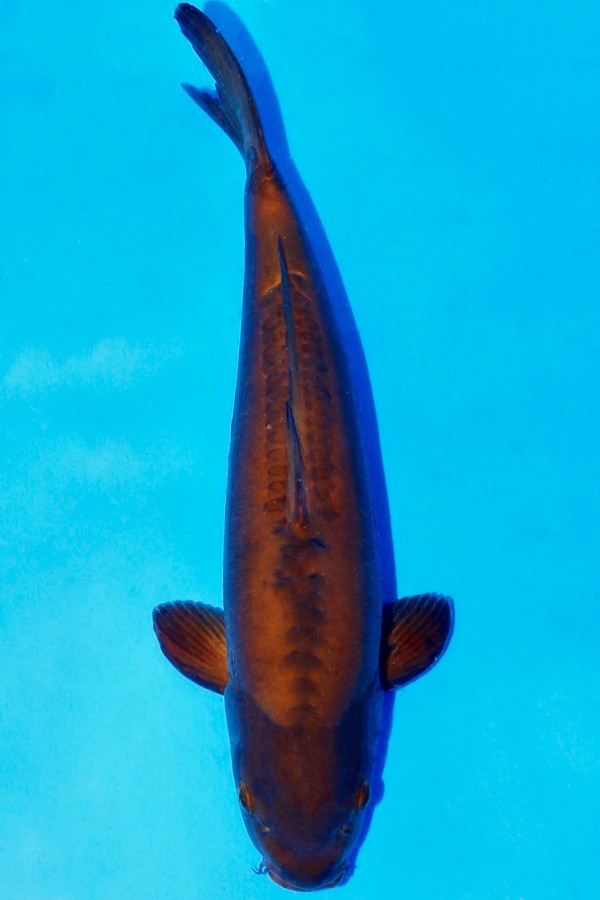 Koi-Auktion: Koi TOP DOITSU KARASHI CHAGOI +48CM