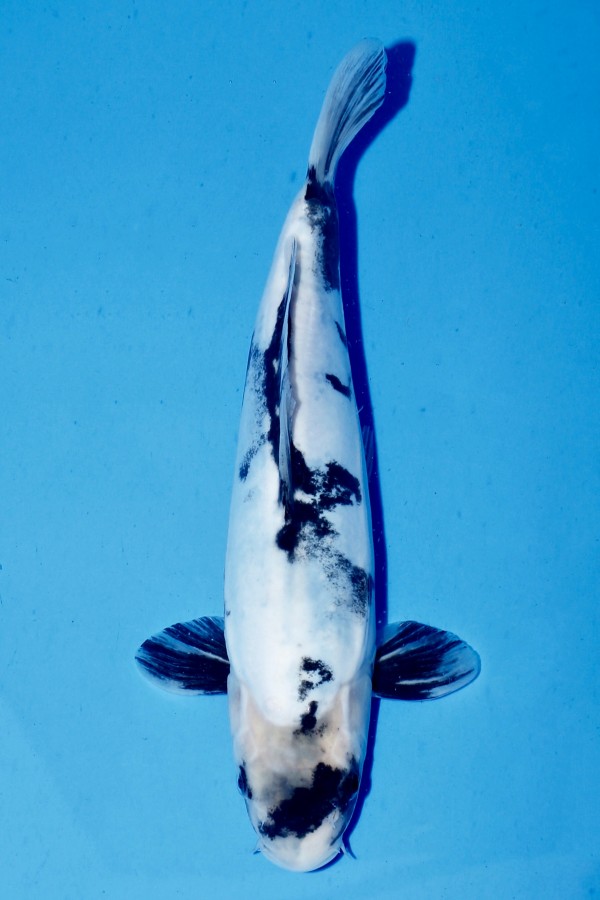 Koi-Auktion: Koi TOP DOITSU SHIRO-UTSURI