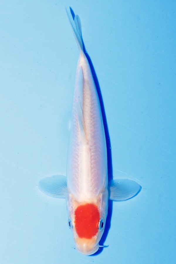 Koi-Auktion: Koi TOP DOITSU TANCHO KOHAKU TOSAI