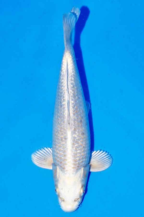 Koi-Auktion: Koi TOP GINRIN MUKASHI OGON