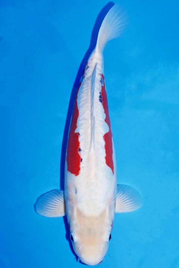 Koi TOP KOSUI +49CM WEIBLICH