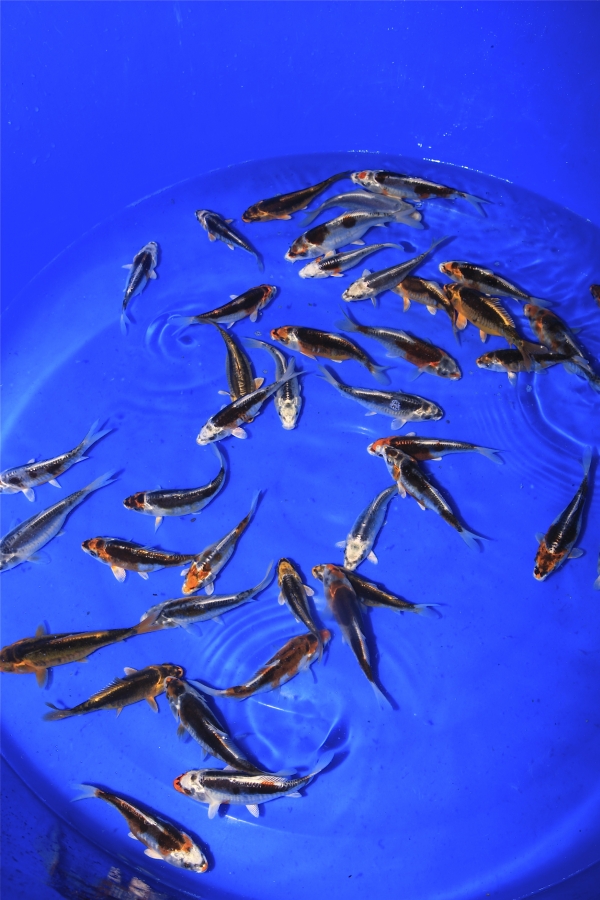 Koi Tosai Doitsu Kujaku, Doitsu Matsuba, Beni Kikokuryu,