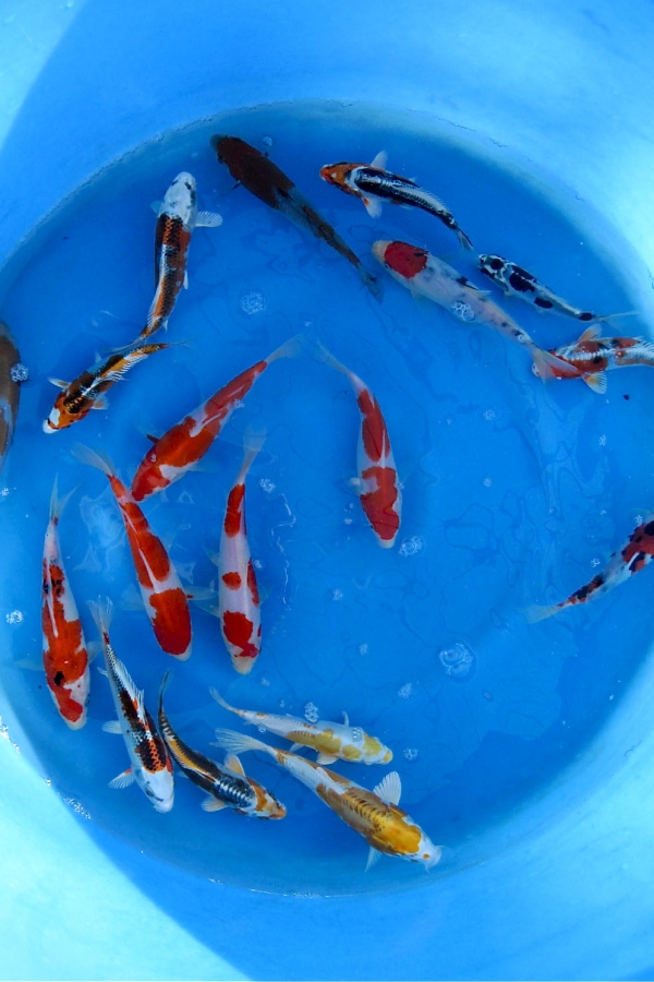 Koi Tosai Kohaku, Kujaku, Matsuba, Hariwake, Doitsu Yamato, Shusui,