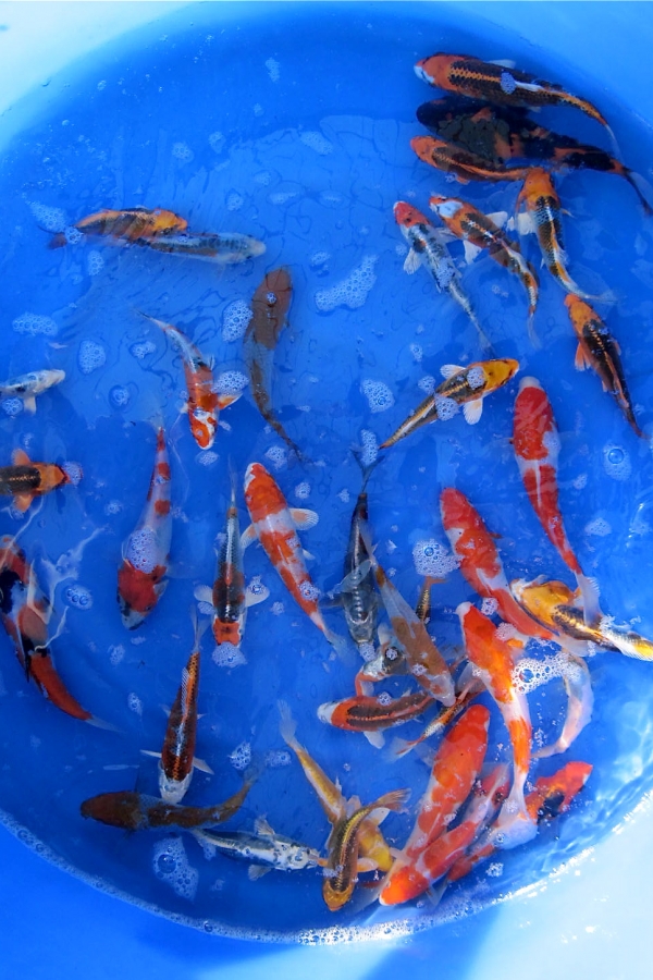 Koi Tosai Kohaku, Kujaku, Matsuba, Hariwake, Doitsu Yamato, Shusui,