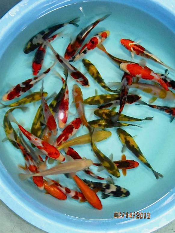 Koi Tosai Mix High Grade