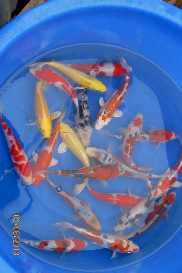 Koi Tosai mix Showa, Shiri-Utsuri, Doitsu Yamatonishiki, Shusui, Yam