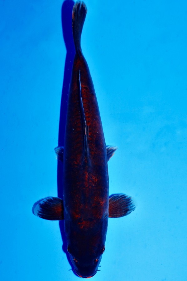 Koi-Auktion: Koi UNIQUE FIRE D. CHAGOI