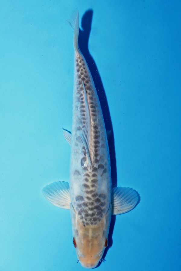 Koi-Auktion: Koi UNIQUE KOI 27CM