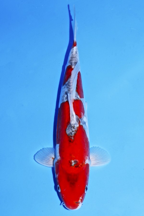 Koi-Auktion: Koi V.I.P. DOITSU GOSHIKI