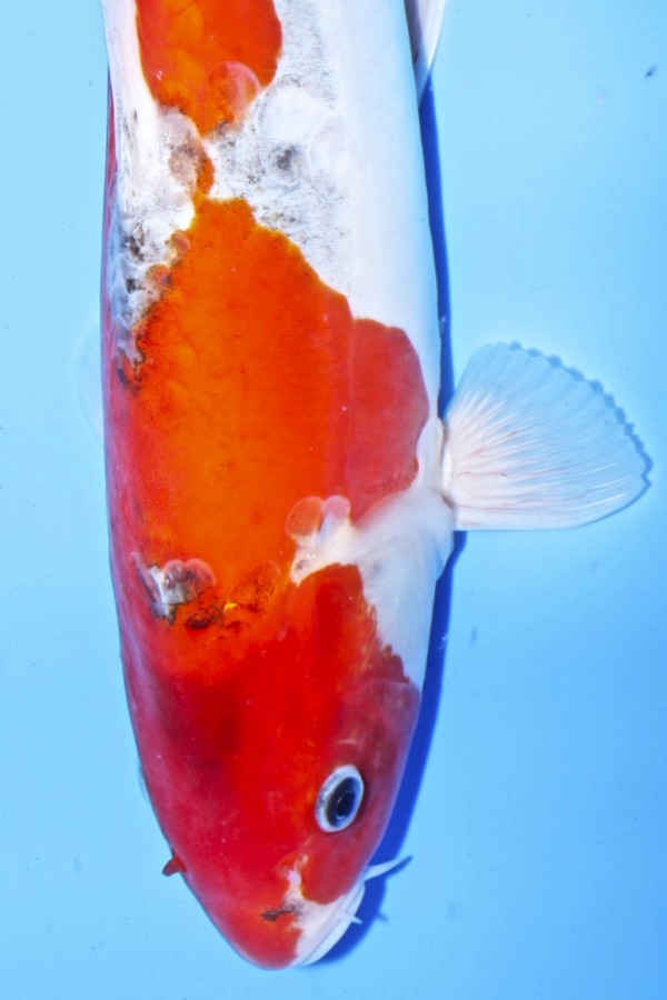 Koi-Auktion: Koi V.I.P. DOITSU GOSHIKI