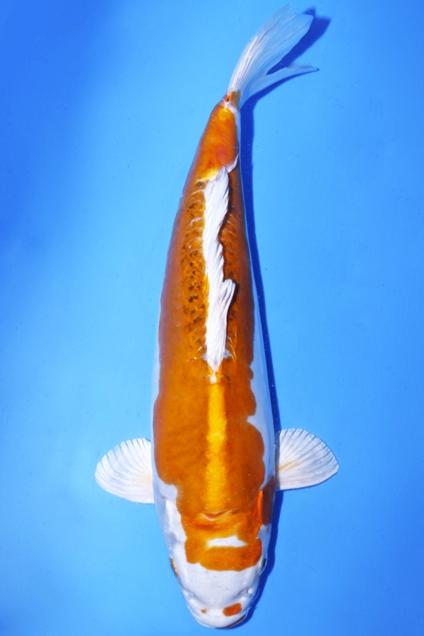 Koi-Auktion: Koi V.I.P. DOITSU ORENJI HARIWAKE
