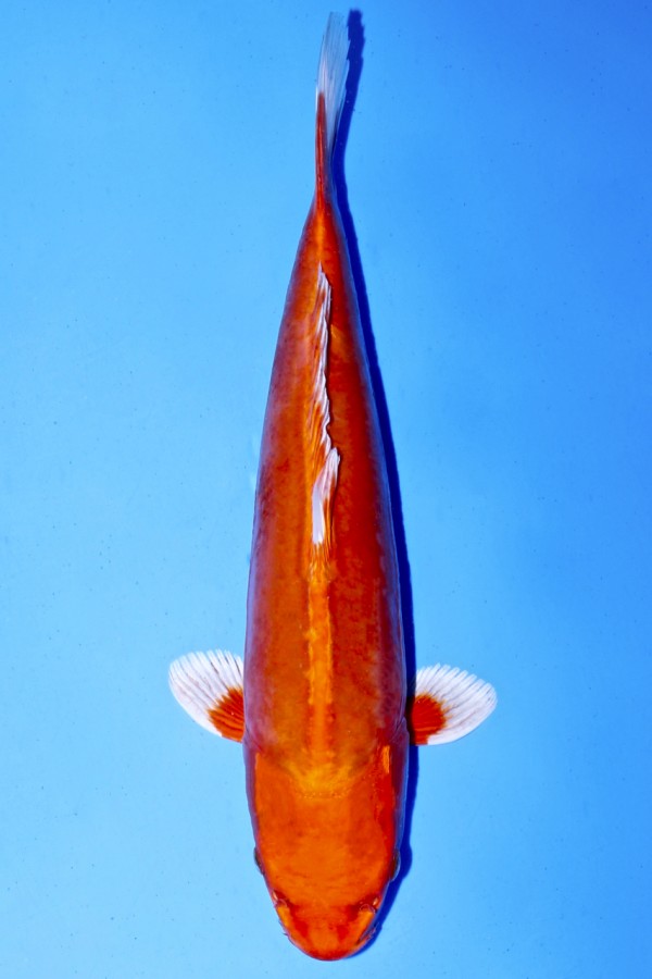 Koi-Auktion: Koi V.I.P. DOITSU ORENJI OGON