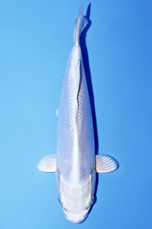 Koi-Auktion: Koi V.I.P. DOITSU PLATINUM (+24CM)