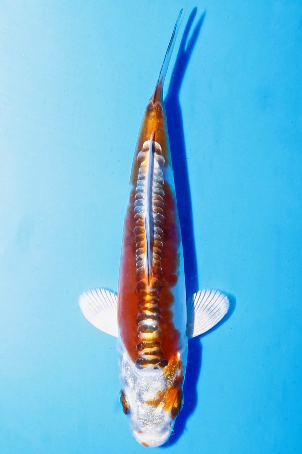 Koi-Auktion: Koi VHQ DOITSU METALLIC OCHIBA TOSAI