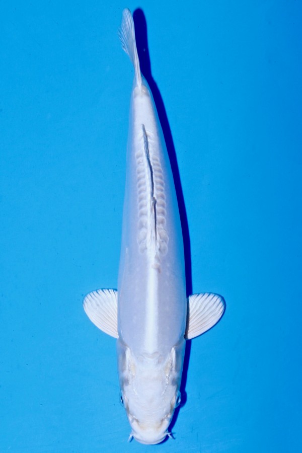 Koi-Auktion: Koi VHQ DOITSU PLATINUM +27CMJUMBO TOSAI