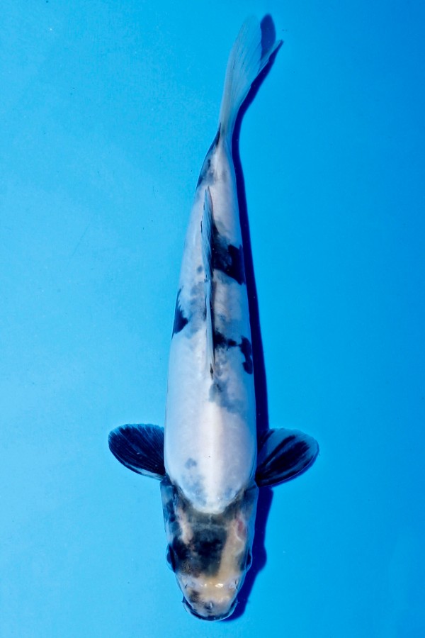 Koi-Auktion: Koi VHQ DOITSU SHIRO-UTSURI JUMBO TOSAI