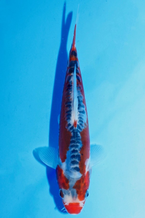 Koi-Auktion: Koi VHQ HI SHUSUI TOSAI