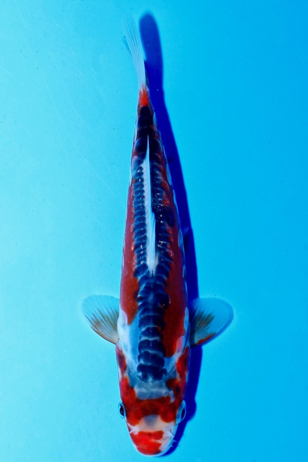 Koi-Auktion: Koi VHQ HI-SHUSUI TOSAI
