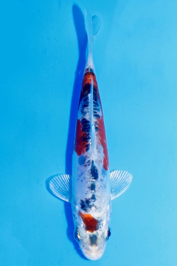 Koi-Auktion: Koi VHQ METALIC SHUSUI TOSAI