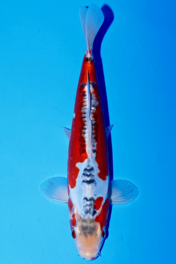 Koi-Auktion: Koi VHQ METALLIC SHUSUI+27CM JUMBO TOSAI