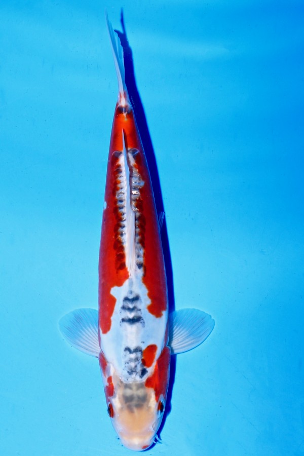 Koi-Auktion: Koi VHQ METALLIC SHUSUI+27CM JUMBO TOSAI