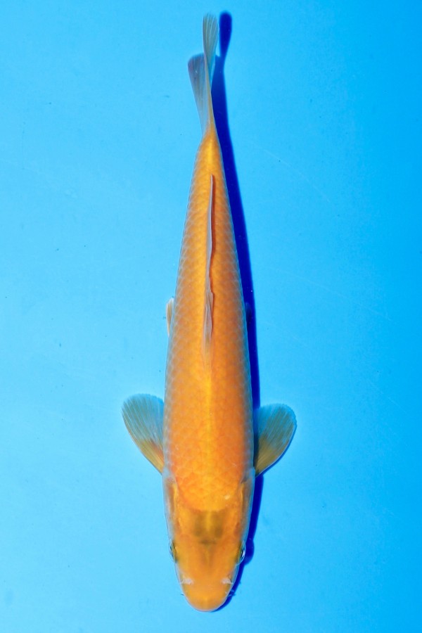 Koi-Auktion: Koi VIP AKAME KIGOI JUMBO TOSAI