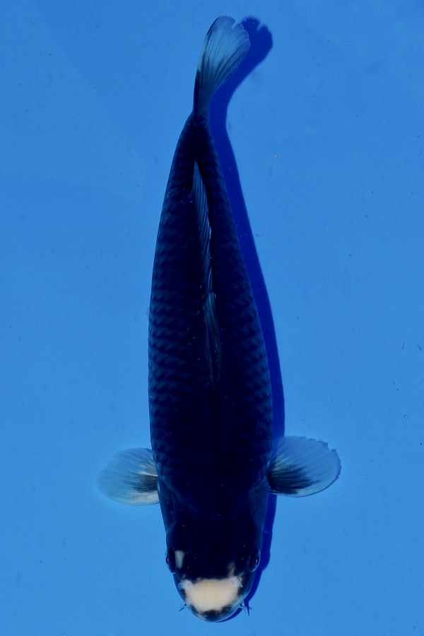 Koi-Auktion: Koi VIP BLACK DIAMOND "BLACK ZEUS"