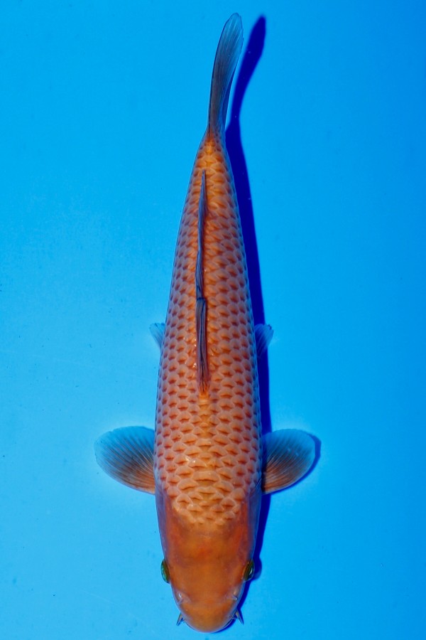 Koi-Auktion: Koi VIP DIAMOND J.TOSAI