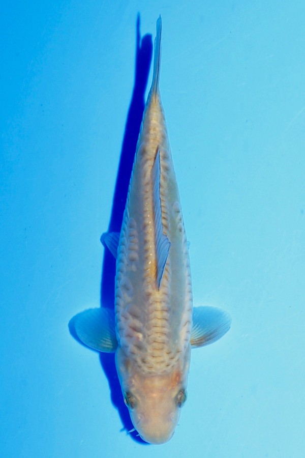 Koi-Auktion: Koi VIP DOITSU KARASHI CHAGOI J. TOSAI