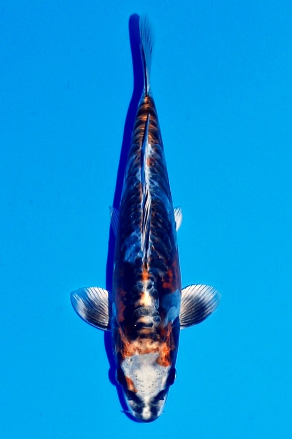 Koi-Auktion: Koi VIP DOITSU METALLIC OCHIBA J.TOSAI