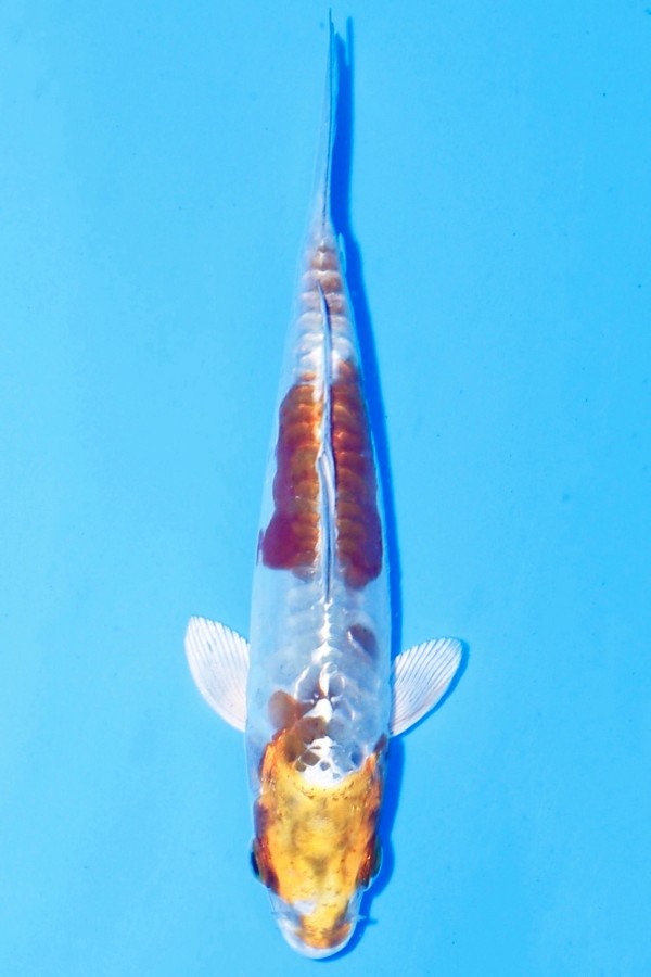 Koi-Auktion: Koi VIP DOITSU METALLIC OCHIBA TOSAI