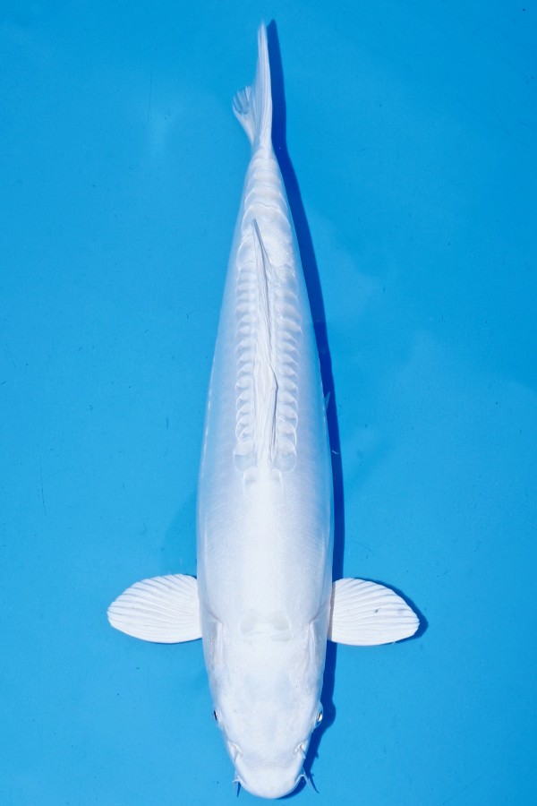 Koi-Auktion: Koi VIP DOITSU PLATINUM +50CMWEIBLICH