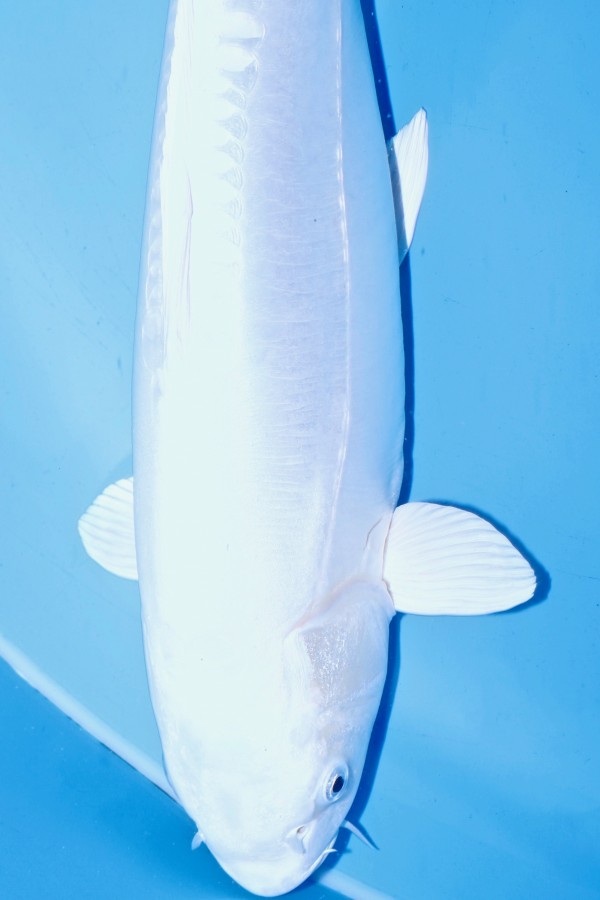 Koi-Auktion: Koi VIP DOITSU PLATINUM +50CMWEIBLICH