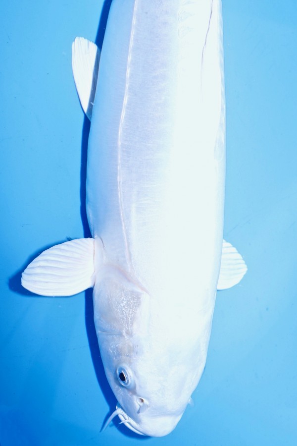 Koi-Auktion: Koi VIP DOITSU PLATINUM +50CMWEIBLICH