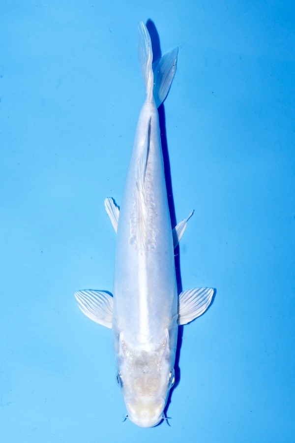 Koi-Auktion: Koi VIP DOITSU PLATINUM JUMBO TOSAI