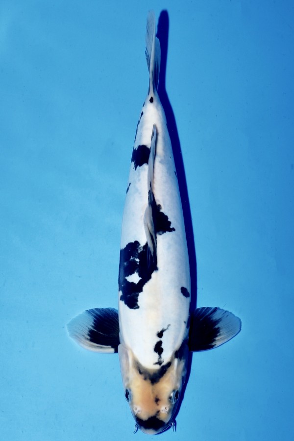 Koi-Auktion: Koi VIP DOITSU SHIRO-UTSURI