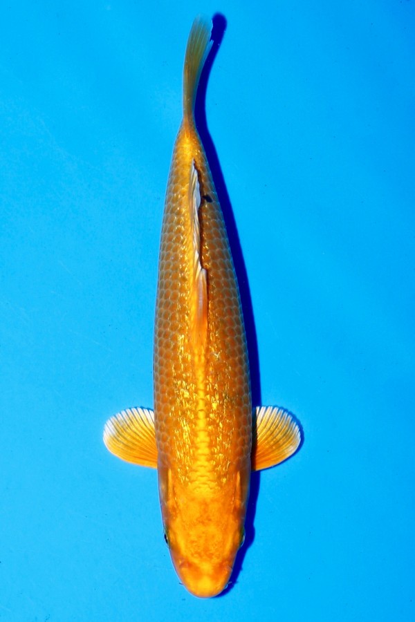 Koi-Auktion: Koi VIP GINRIN ORENJI YAMABUKI OGON