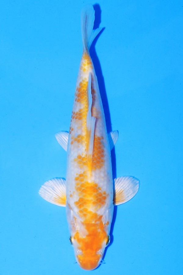 Koi-Auktion: Koi VIP INAZUMA HARIWAKE / KOYO