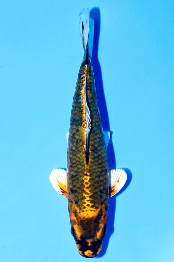 Koi-Auktion: Koi VIP KI-MATSUBA HYBRIDE +21cmJUMBO TOSAI