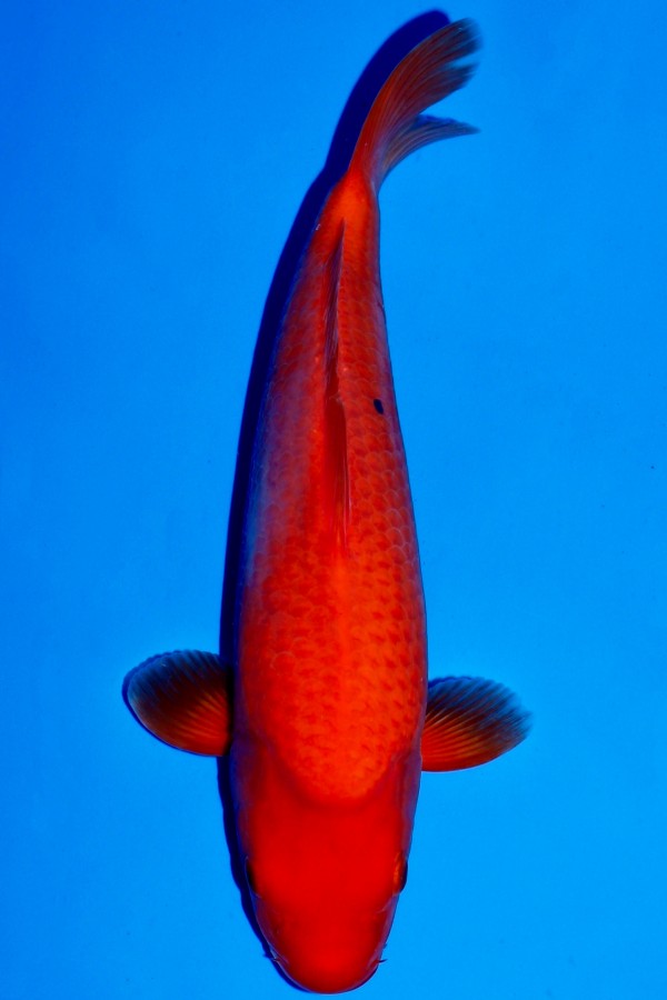 Koi-Auktion: Koi VIP RED TIGER WEIBLICH