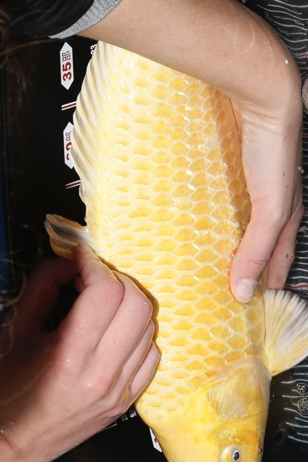 Koi-Auktion: Koi VIP YAMABUKI OGON +49CM