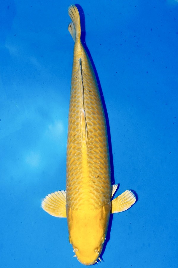 Koi-Auktion: Koi VIPO YAMABUKI OGON +51CM