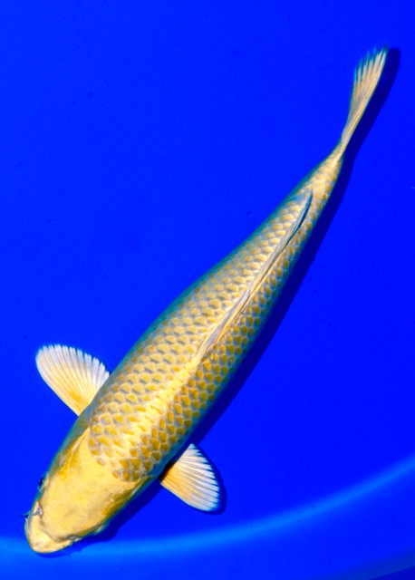 Koi-Auktion: Koi Yamabuki Ogon