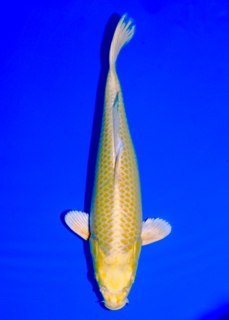 Koi-Auktion: Koi Yamabuki Ogon