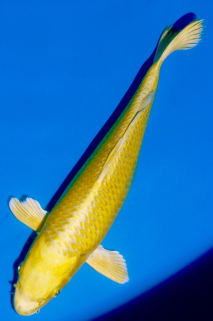 Koi-Auktion: Koi YAMABUKI OGON