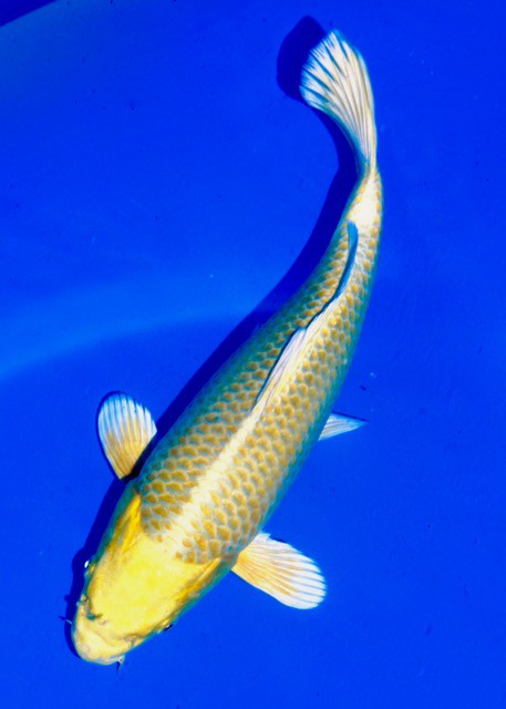 Koi-Auktion: Koi YAMABUKI OGON